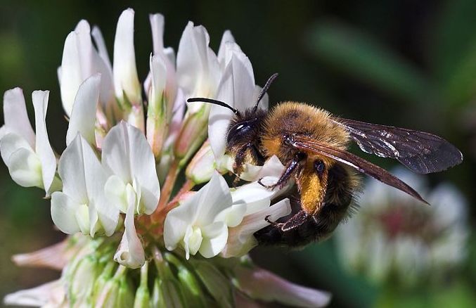 Product categories NRCS & Pollinators