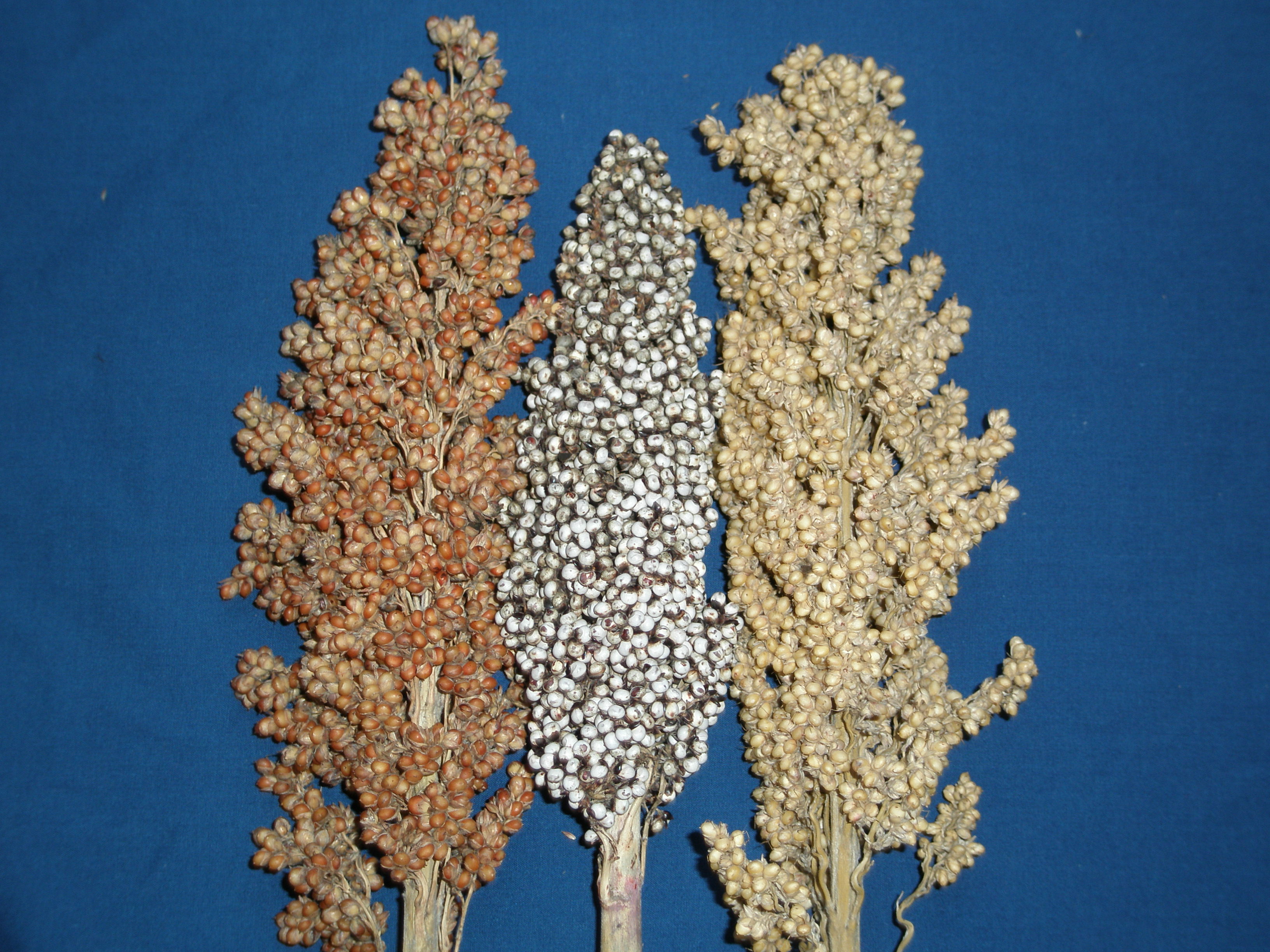 Wildlife Milo Mix - The Seed Center