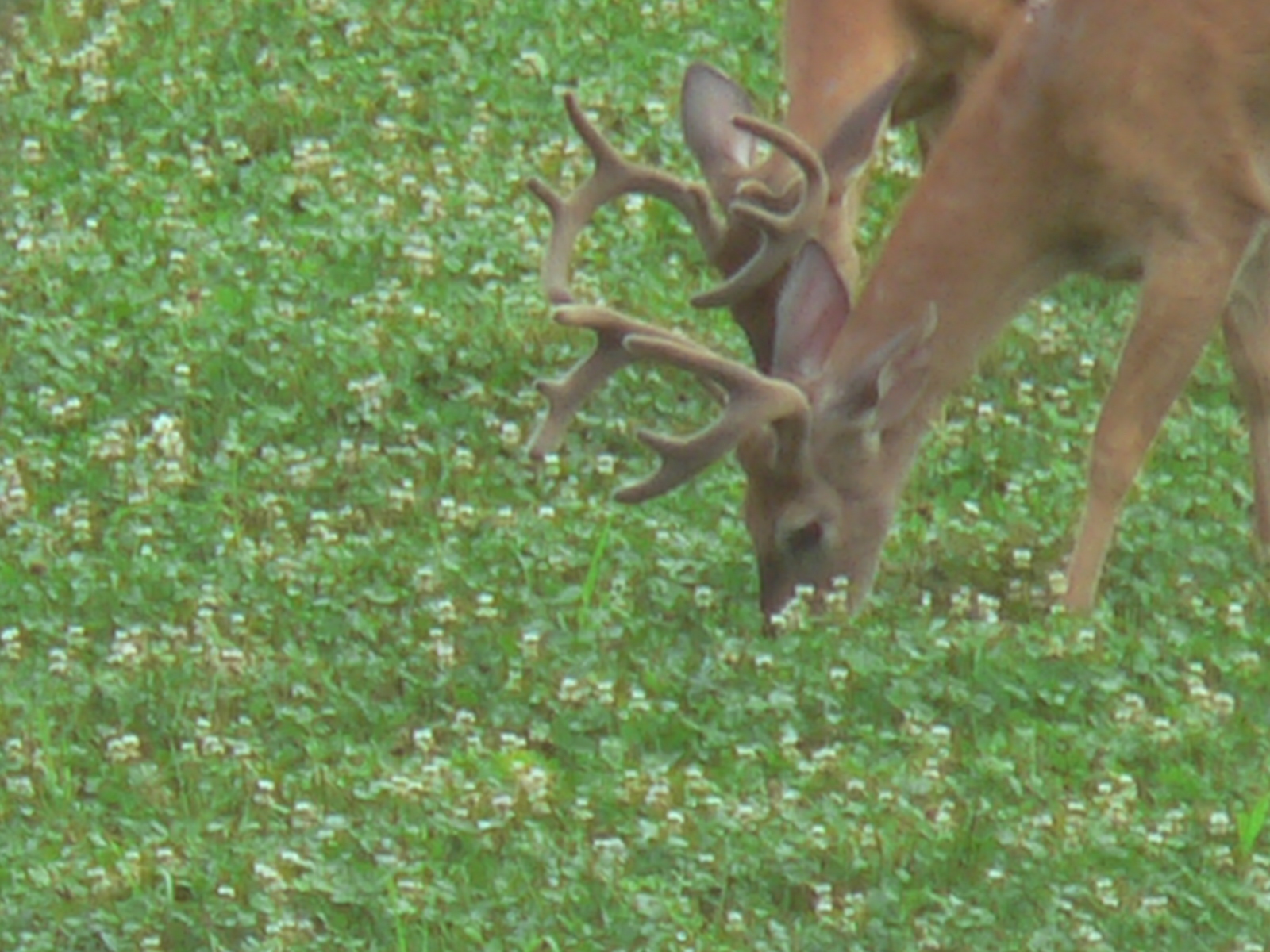 Product categories Food Plot